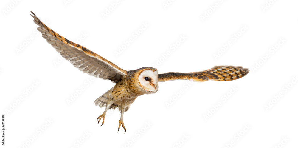 Side view of a Barn Owl, nocturnal bird of prey, flying wings spread, Tyto alba, isolated on ...