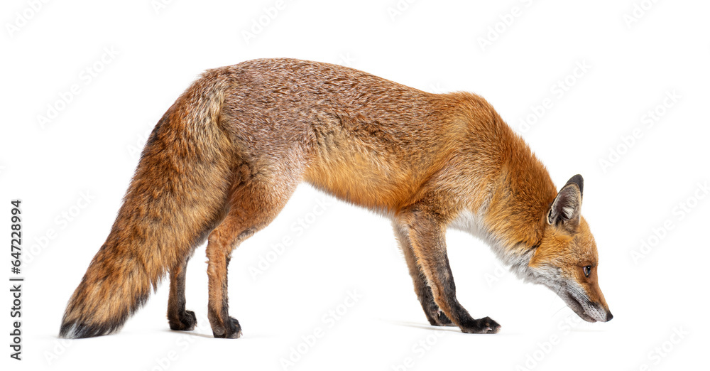 Side view of a Red fox looking down and sniffing the ground, two years ...