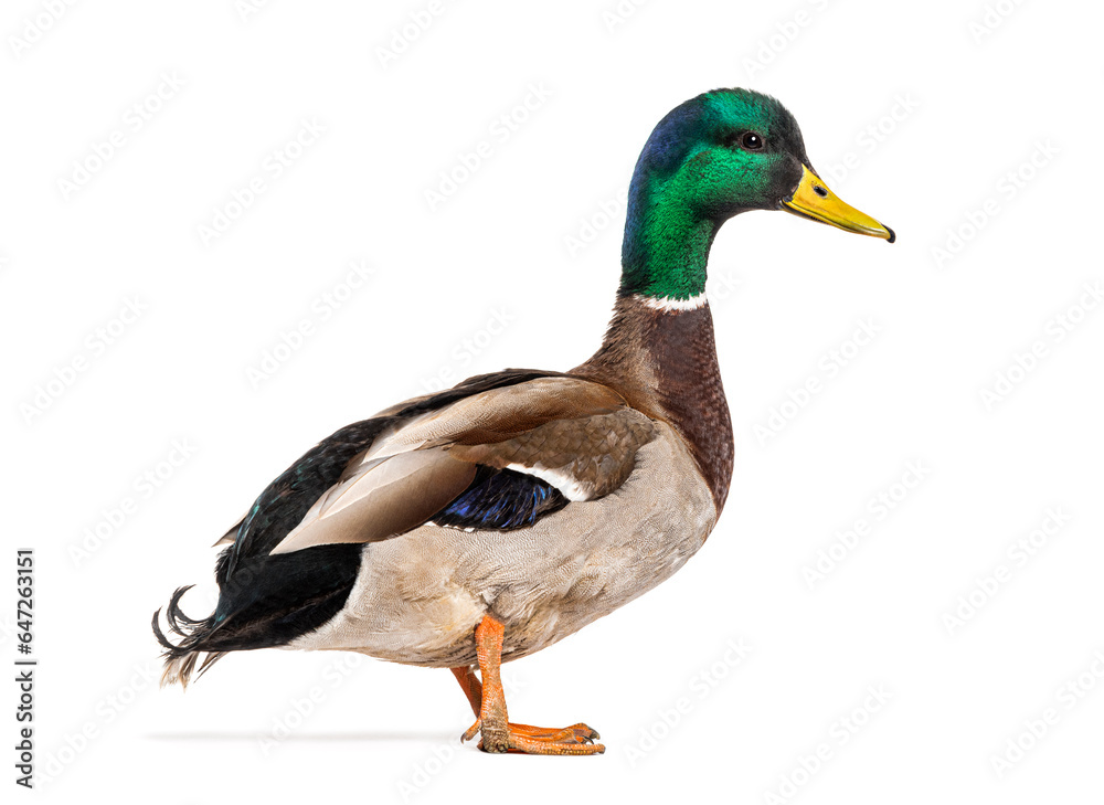 Side view of a Mallard Duck standing, Anas platyrhynchos, isolated on ...