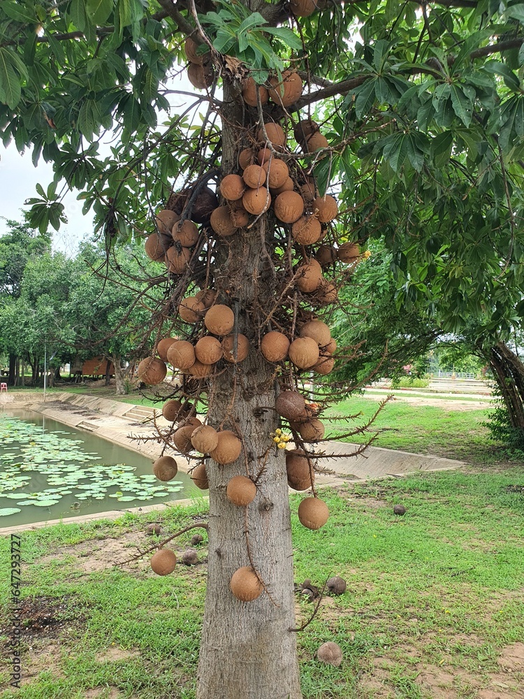Shorea Robusta flower tree at Sri Bueng Bun Temple, Sisaket, August 5 ...