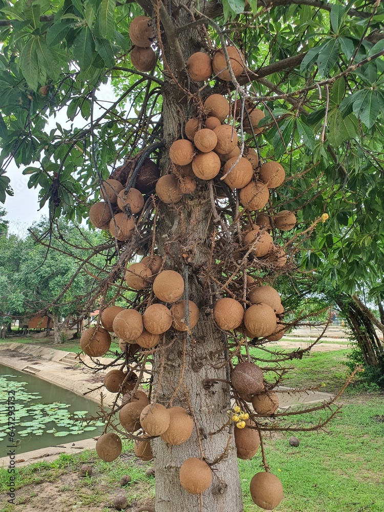 Shorea Robusta flower tree at Sri Bueng Bun Temple, Sisaket, August 5 ...