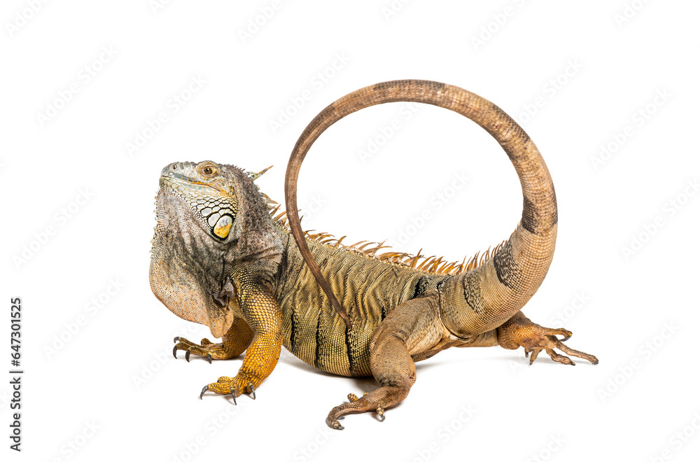 Green iguana striking with its tail to defend itself by whipping its ...