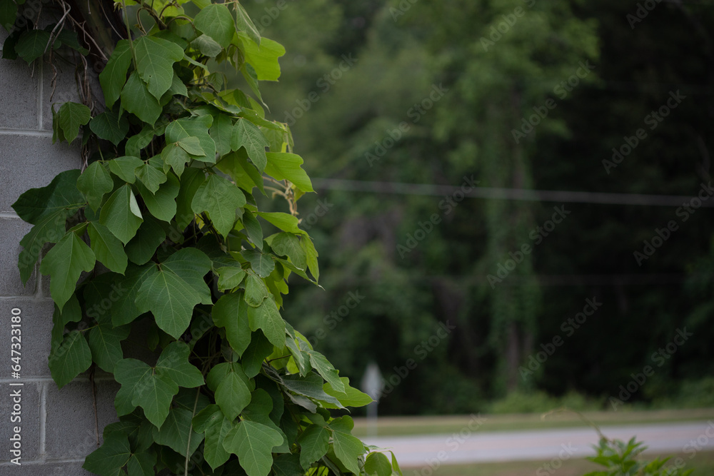 kudzu vines growing on corner of building Stock Photo | Adobe Stock