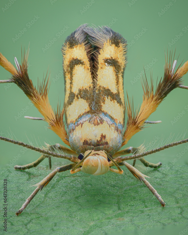 Full view of a yellow and brown Alder Signal moth with hairy, bristly ...