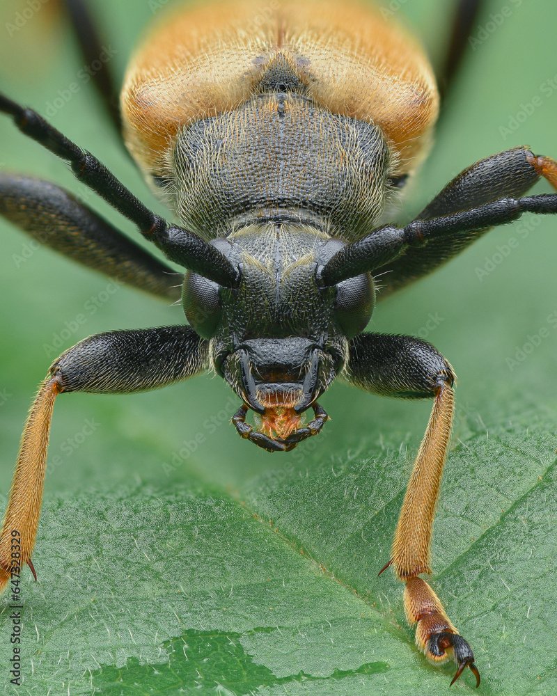 Portrait of a black and yellow Longhorn Beetle (Red Pine Longhorn Beetle, Stictoleptura rubra ...