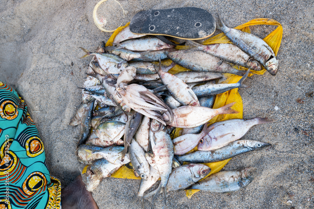 des poissons étalés à la vente par les pêcheurs traditionnels sur une ...