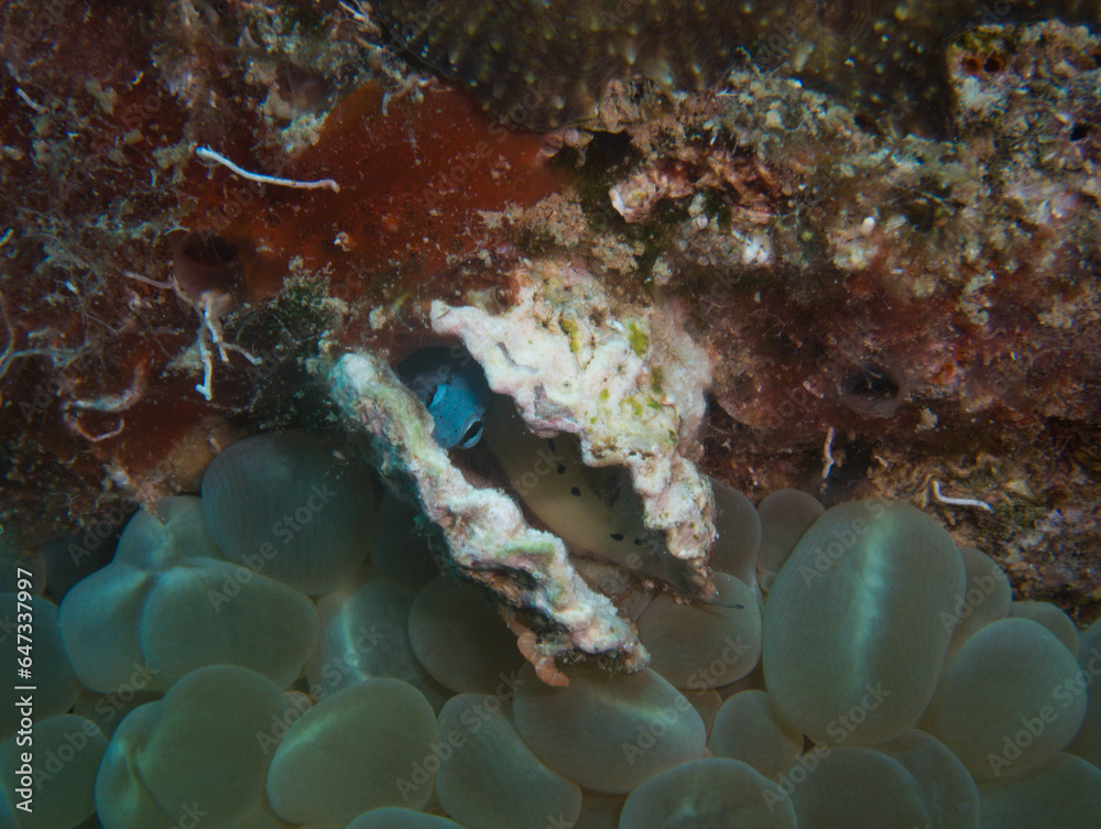 Red Sea's hidden treasures: Tiny gobies find refuge inside bivalve ...
