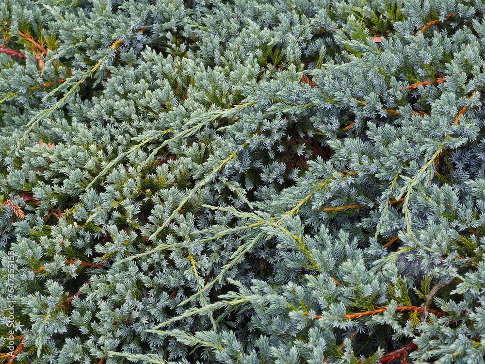Creeping juniper or creeping cedar. Background with branches of ...