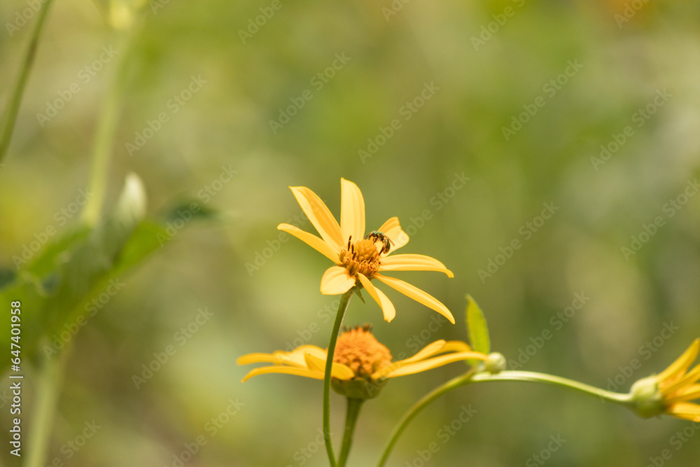 Cute little insect coming to visit this wildflower. This sweat bee has ...