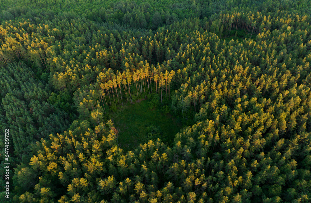 Forest, aerial view. Forest destruction, felling of trees. Illegal ...