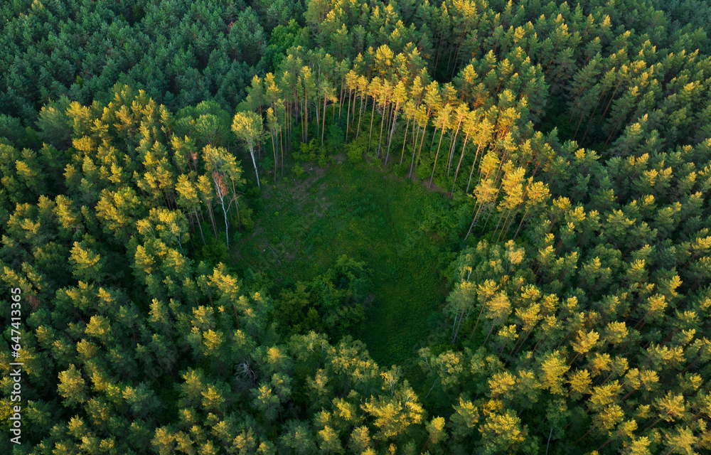 Forest, aerial view. Forest destruction, felling of trees. Illegal ...