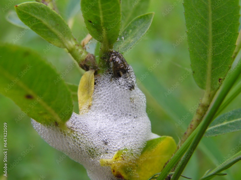 Cuckoo spit, caused by froghopper nymphs (Philaenus spumarius). Stock ...