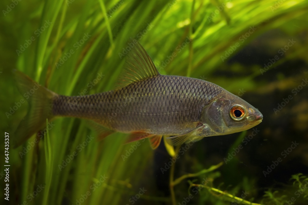 captive common roach freshwater fish in planted biotope European ...