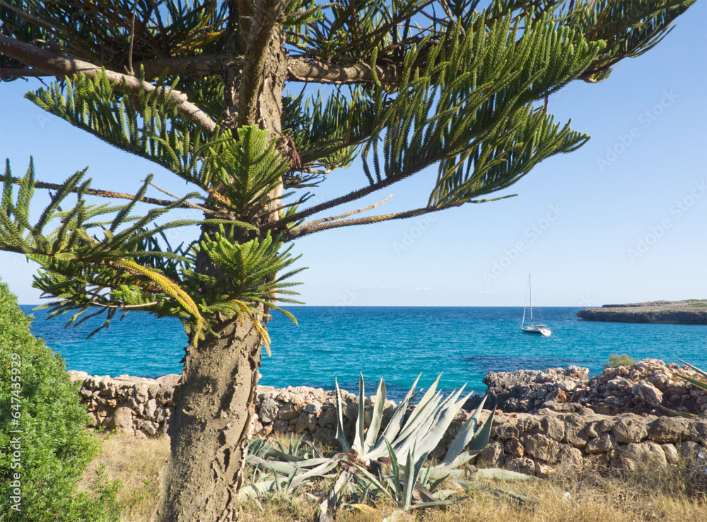 Seascape with conifer. Araucaria tree on blue sea background. Pine ...