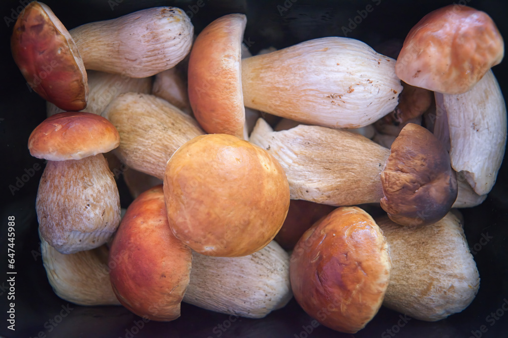 Porcini mushrooms cep, porcino or king bolete, usually called boletus ...