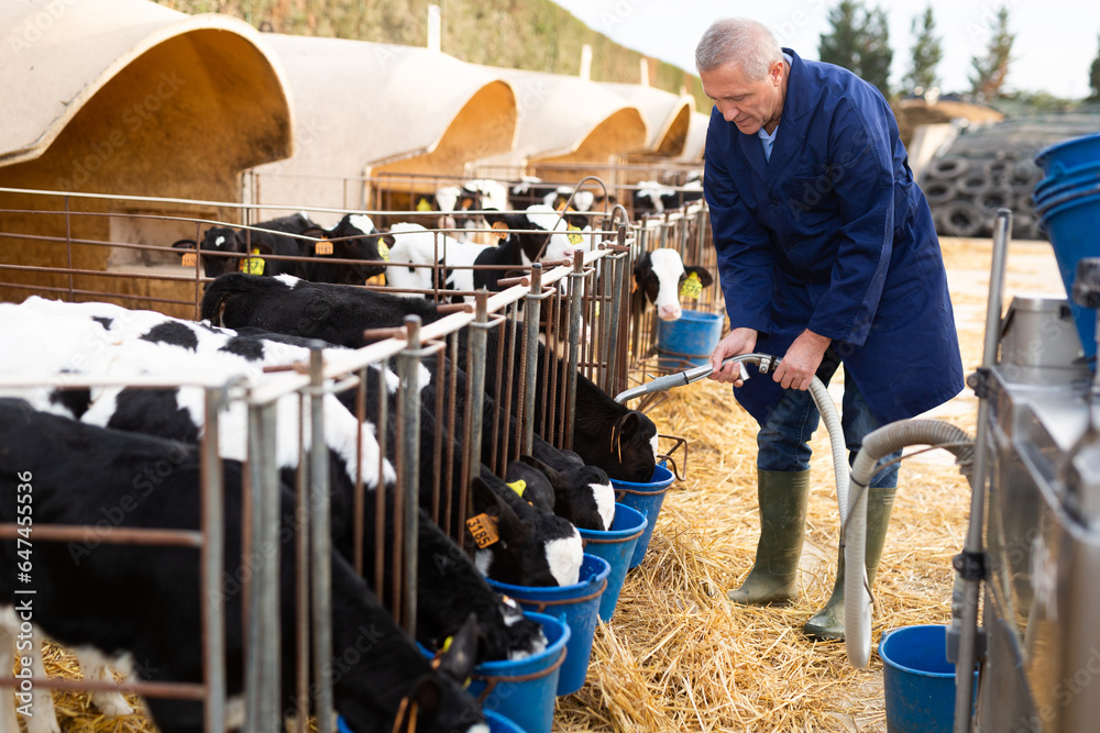Caring male farmer in uniform giving milk to calves in plastic calf ...