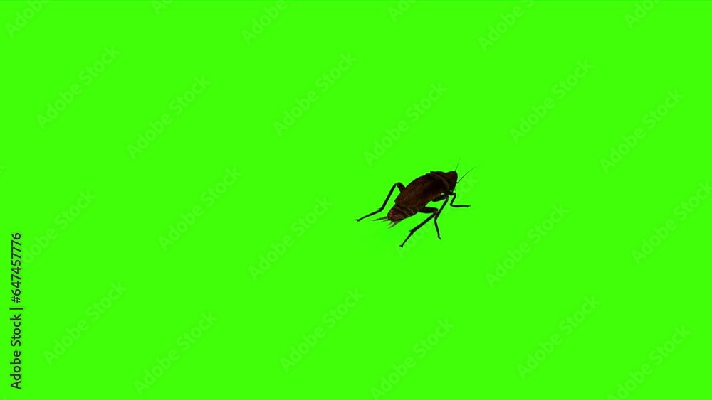 3D Cockroach insect walking entering the left side and out on the right ...