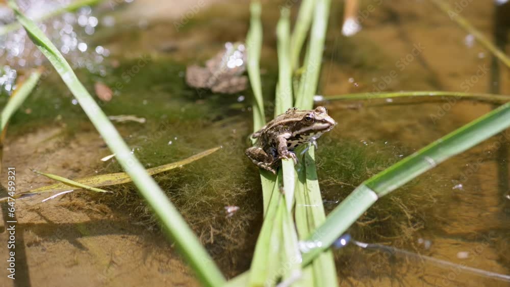 Green Frog Sitting on Reeds in a Pond with Flying Midges, Crawling Ants ...