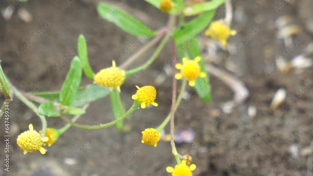Acmella paniculata (Jotang, getang, gulang, egetan, srunen, seruni sapi ...