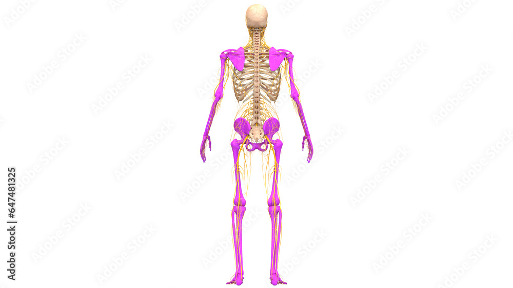 Human Skeleton System Appendicular Skeleton Bone Joints Anatomy Stock ...