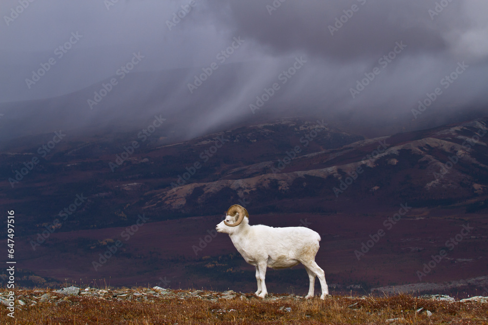 Dall's sheep (ovis dalli) ram standing on ridge top in alpine tundra in ...