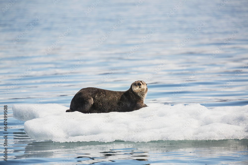 A Sea Otter (Enhydra Lutris) Resting On A Calved Piece Of Glacier Ice ...