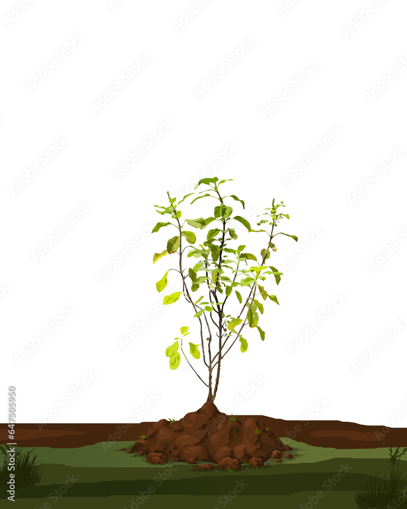 Mint tree plant with grass assamese kati bihu background Stock ...