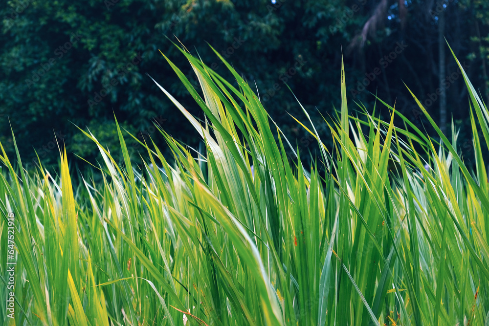 Giant Napier King grass is a perennial tropical grass that is native to ...
