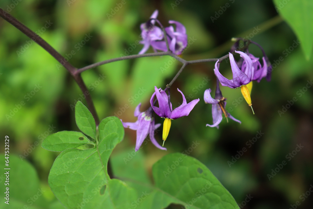 Purple and yellow flowers of Devil's Grape plants. Solanum dulcamara in ...