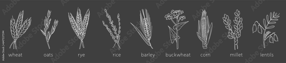 Cereal doodles, millet sketch, agriculture, wheat, barley, rice, corn ...