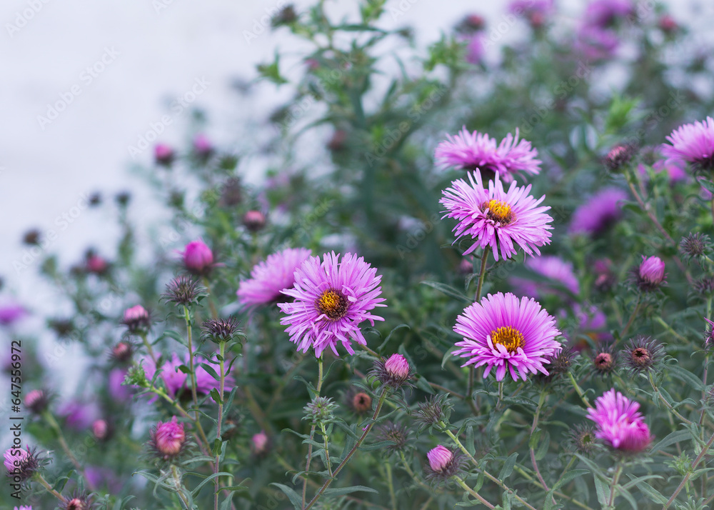 Symphyotrichum novi-belgii also known as New York Aster, a genus of the ...