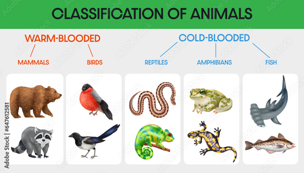 Classification Of Animals Infographic Stock Vector | Adobe Stock