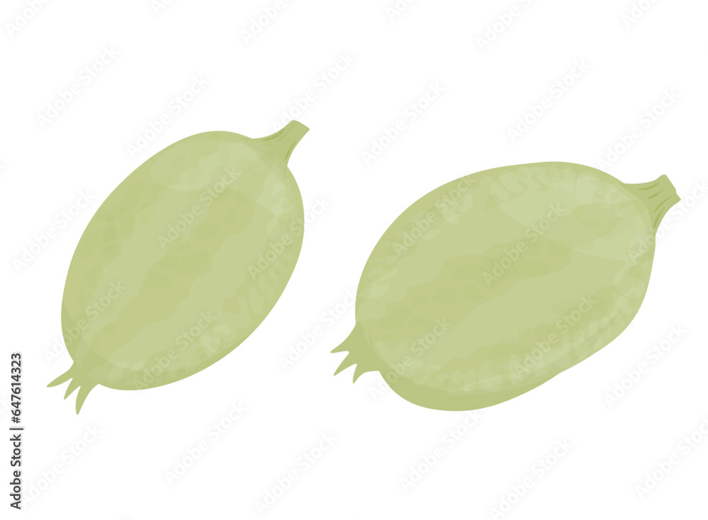 cucamelon Vector illustration. Chinese cucumber. Melothria scabra. The ...