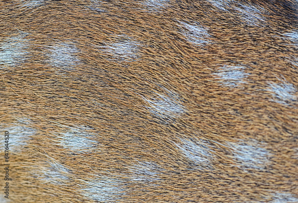 female sika deer fur texture Cute wild animal concept, brown deer and ...