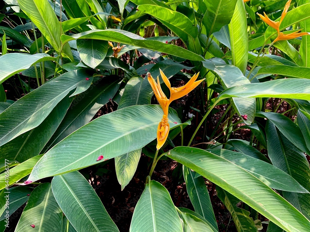 Heliconia psittacorum or parrot's beak or false bird-of-paradise is a ...