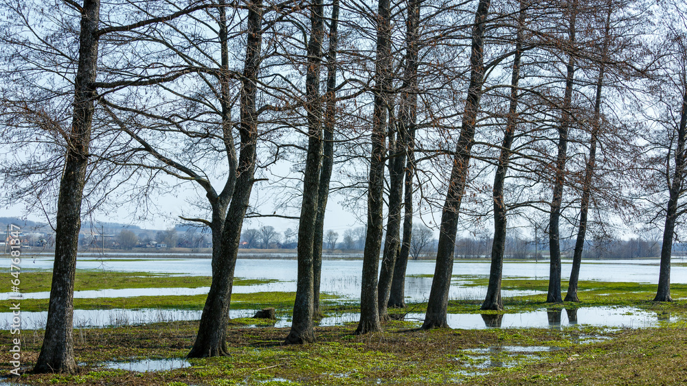 Trees in the water. The spring flood flooded the field and the village ...
