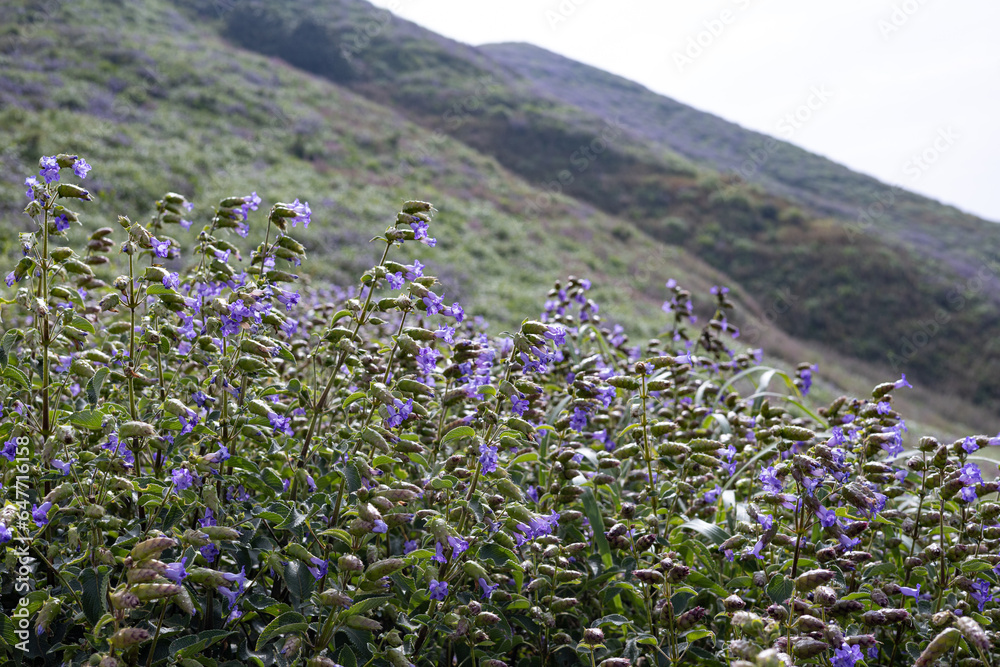 Karvi bloom (Strobilanthes callosa) at Kalsubai (Highest peak of ...