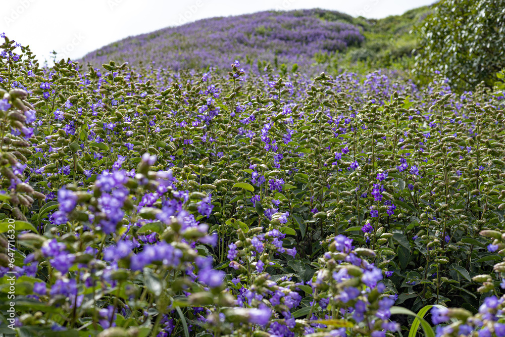 Karvi bloom (Strobilanthes callosa) at Kalsubai (Highest peak of ...