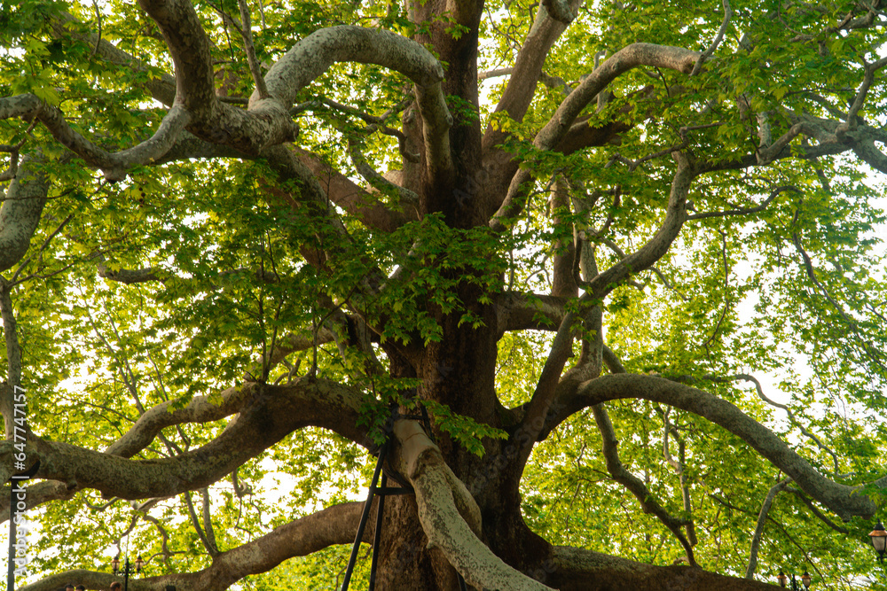 04.20.2023 Bursa, Turkey. an old big plane tree with a very large ...