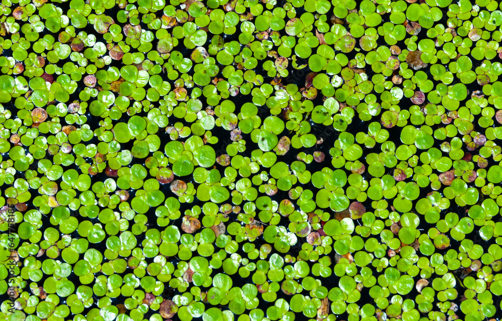 Lemna minor - the common duckweed or lesser duckweed, is an aquatic ...
