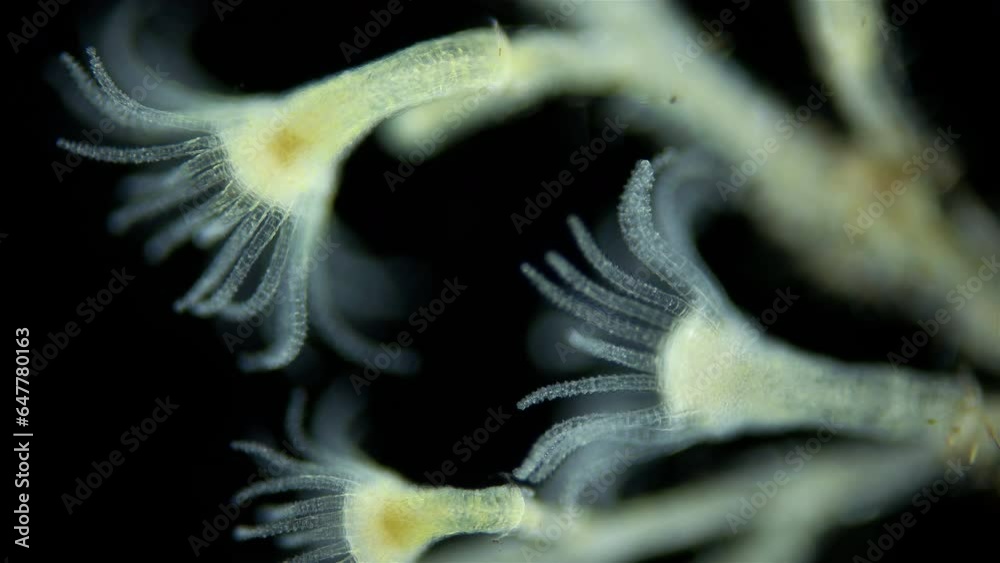 Hydrozoa polyp of Leptothecata order under microscope, possibly genus ...