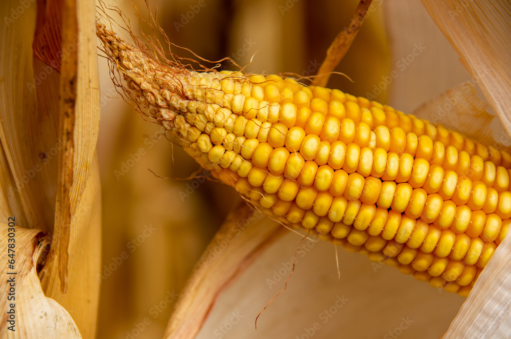Macro fotografía de una mazorca de maíz en su planta., la cual ya está ...