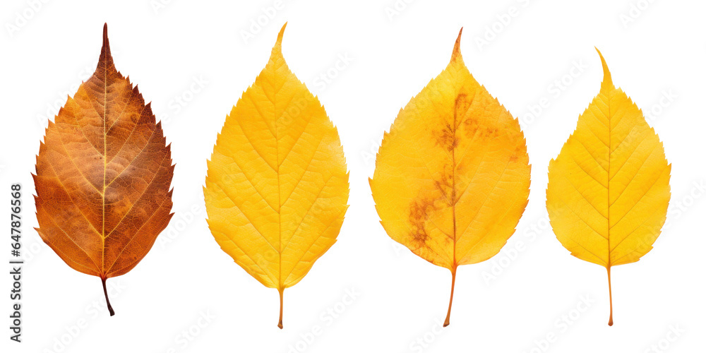 group of autumn dry yellow birch leaves, png file of isolated cutout ...