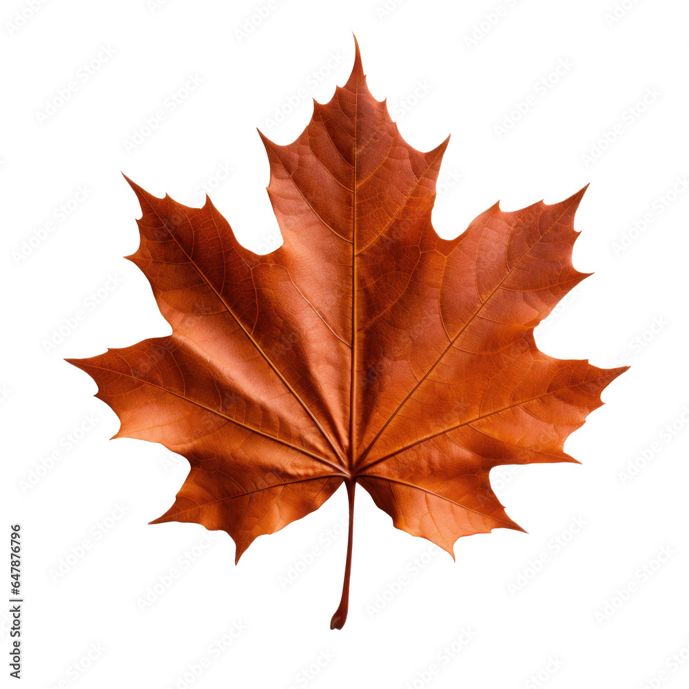 one Dry brown autumn maple leaf, png file of isolated cutout object on transparent background ...