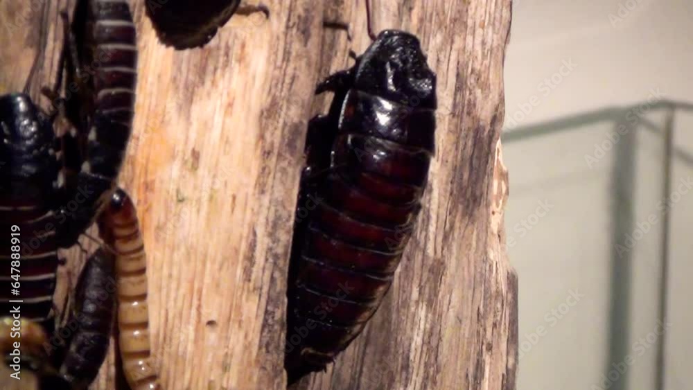 Madagascar hissing cockroach (Gromphadorhina portentosa) on bark with ...