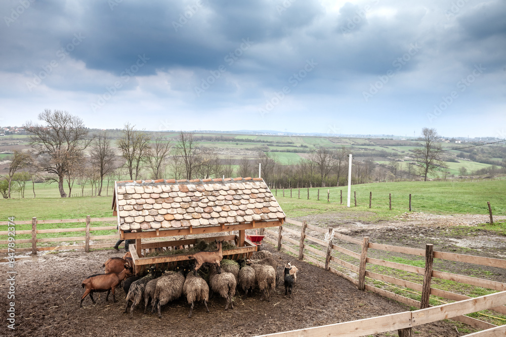 Panorama of Serbian countryside with Crowd of sheep, along with goats ...