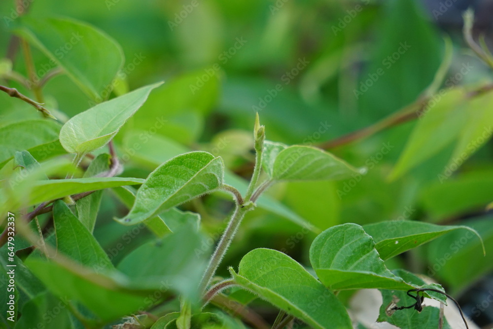 Paederia foetida (Also called skunkvine, stinkvine, gembrot, sembukan ...