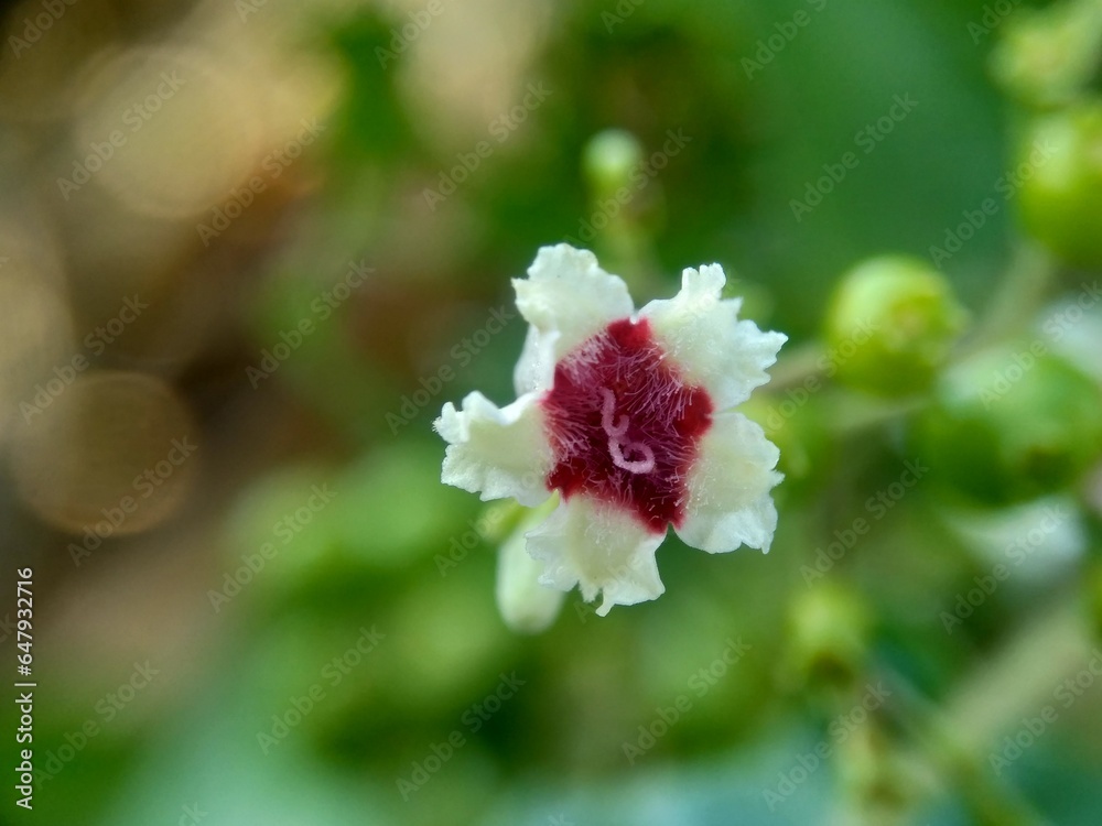 Paederia foetida (Also called skunkvine, stinkvine, gembrot, sembukan ...
