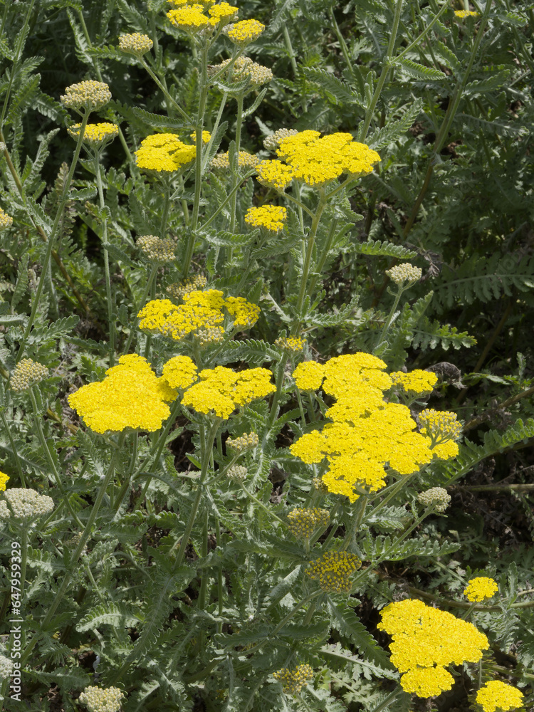 (Achillea filipendulina) Yarrow - Fernleaf yarrow - Milfoil - Nosebleed ...