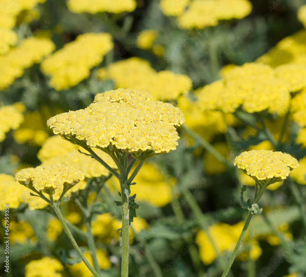 Achillea filipendulina - Yarrow or fernleaf yarrow. Yellow gold flowers ...